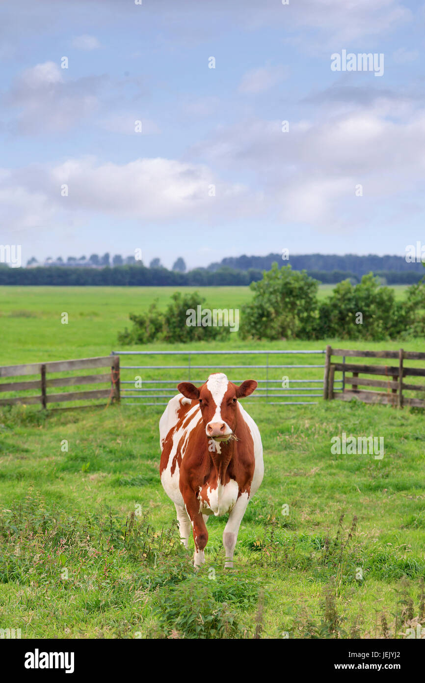 Red holstein cattle hi-res stock photography and images - Alamy