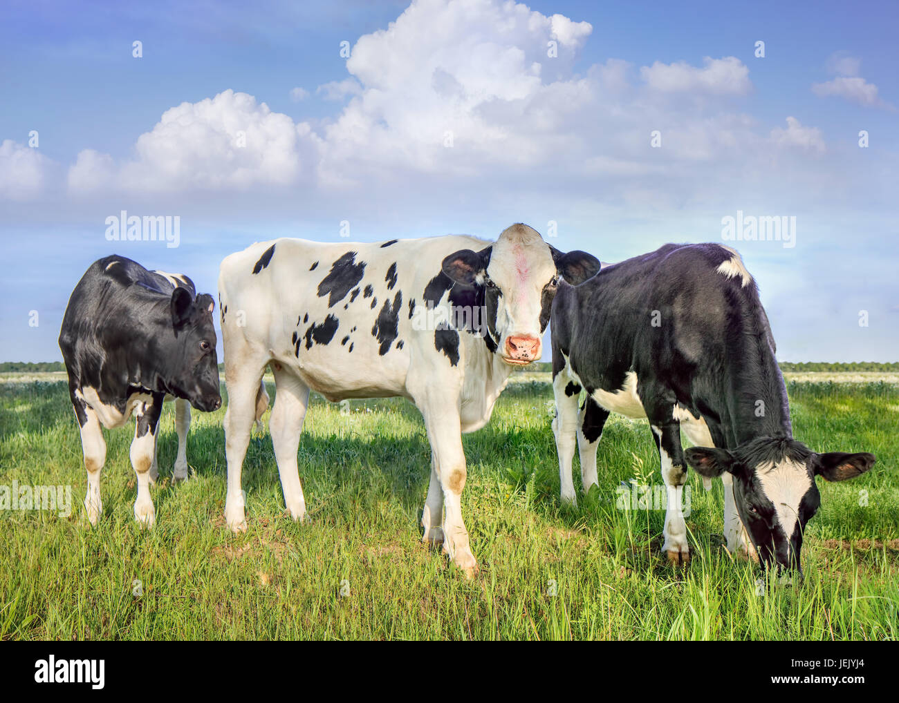 Holstein Friesland Cow High Resolution Stock Photography and Images - Alamy