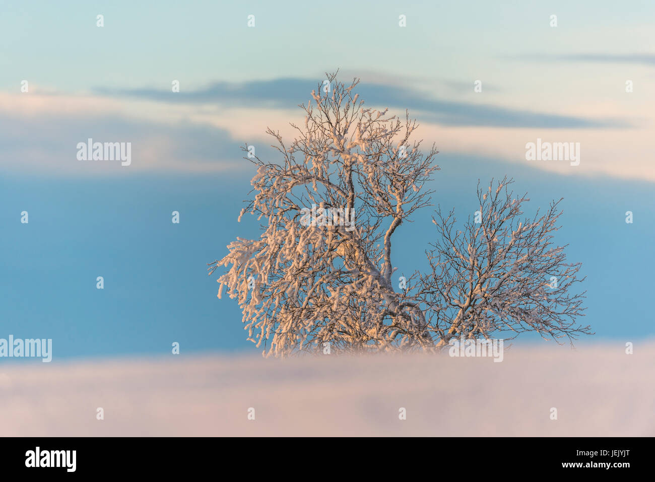 Winter tree at dusk Stock Photo - Alamy