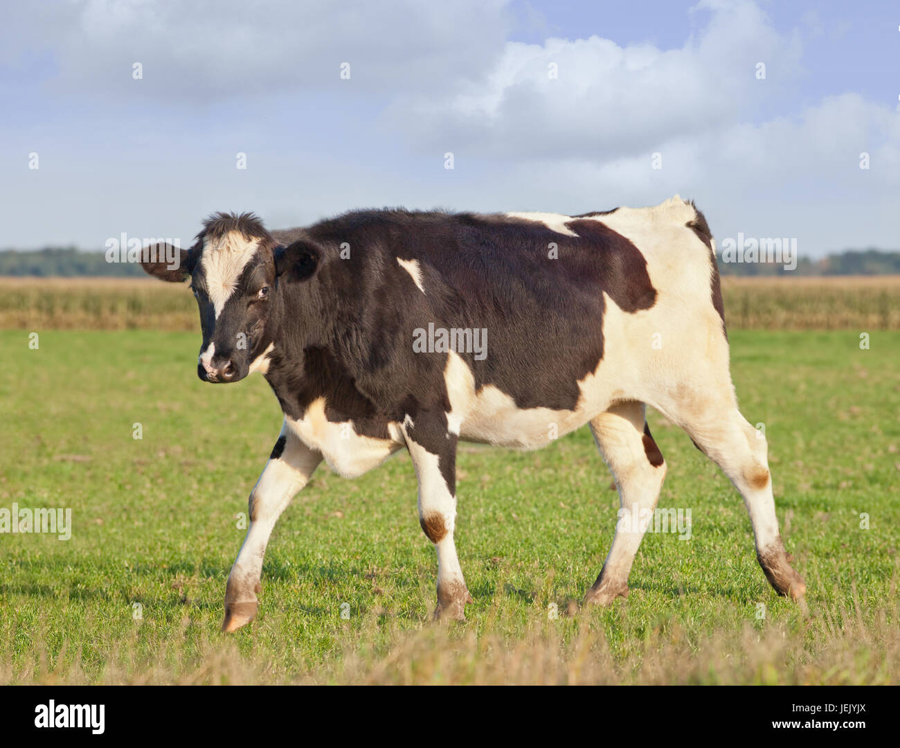Holstein cow walking hi-res stock photography and images - Alamy