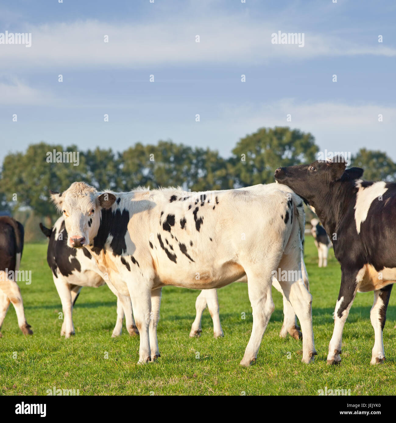 Holstein friesian cow grazing on hi-res stock photography and images ...