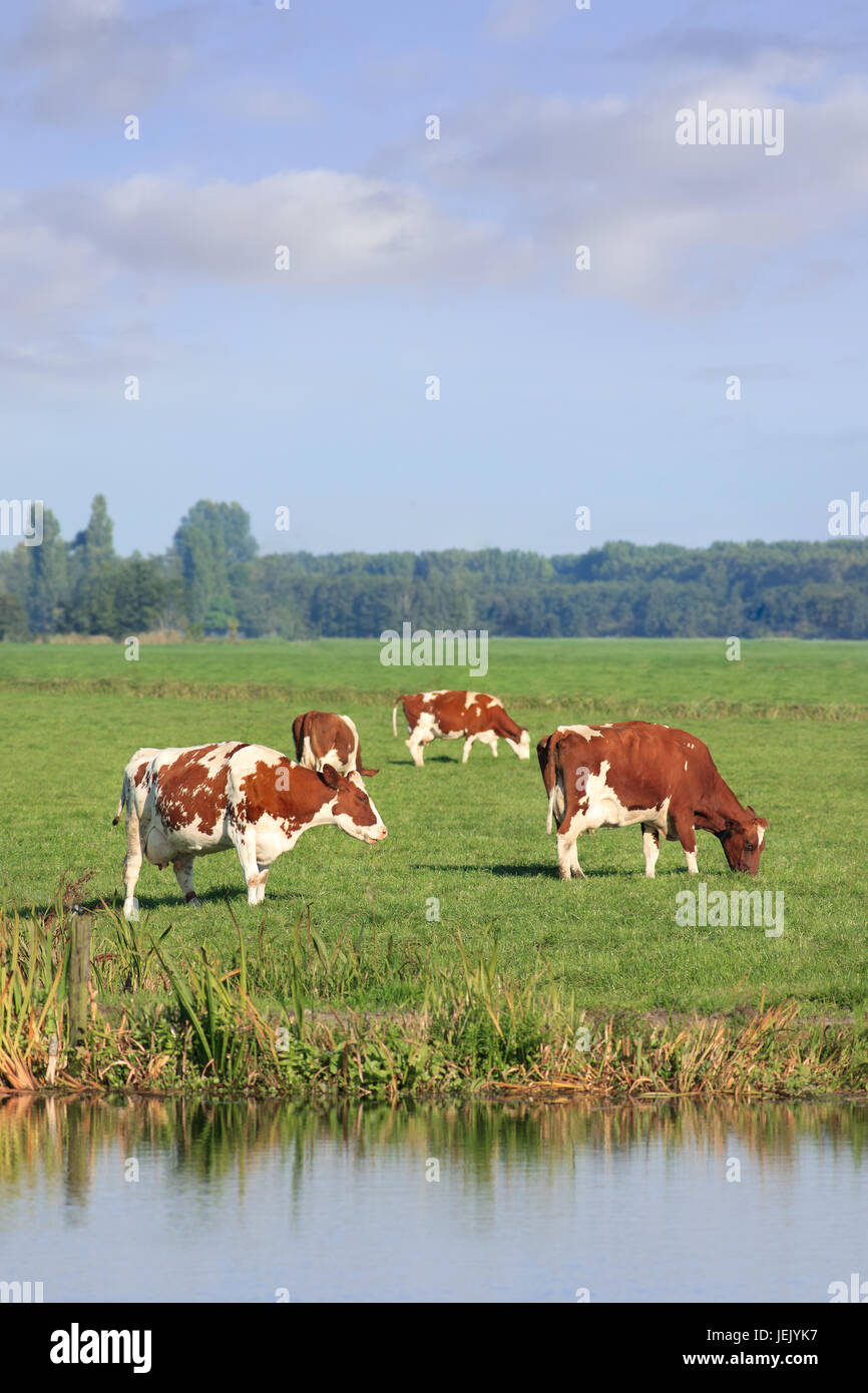 Red holstein cattle hi-res stock photography and images - Alamy