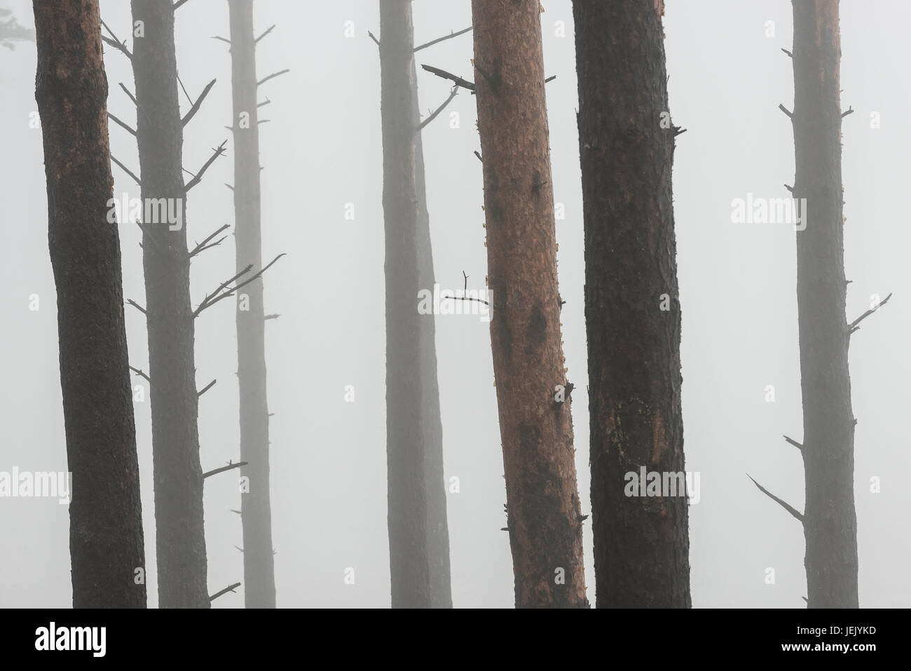 Trees in mist Stock Photo - Alamy