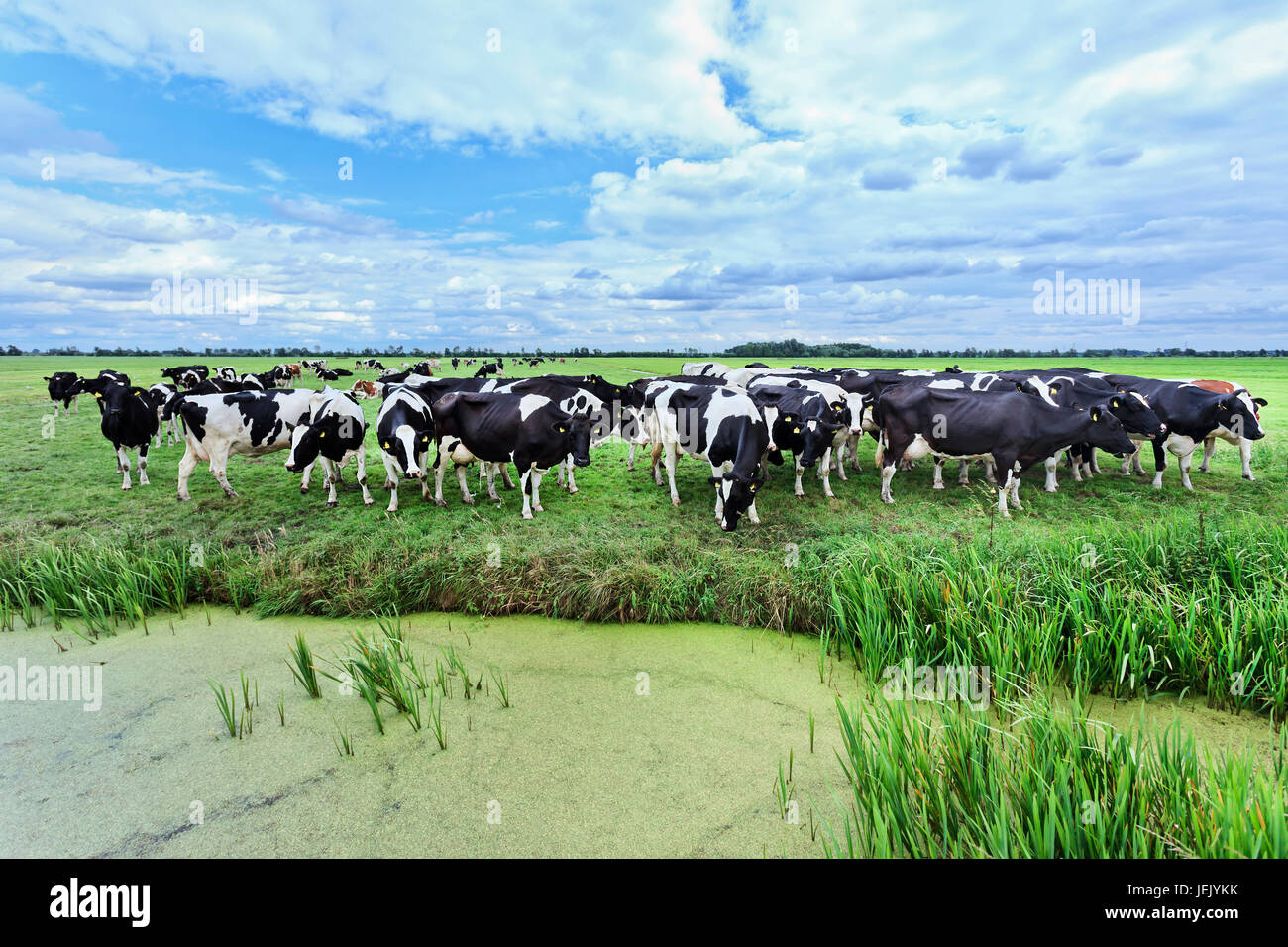 Milk pond hi-res stock photography and images - Alamy