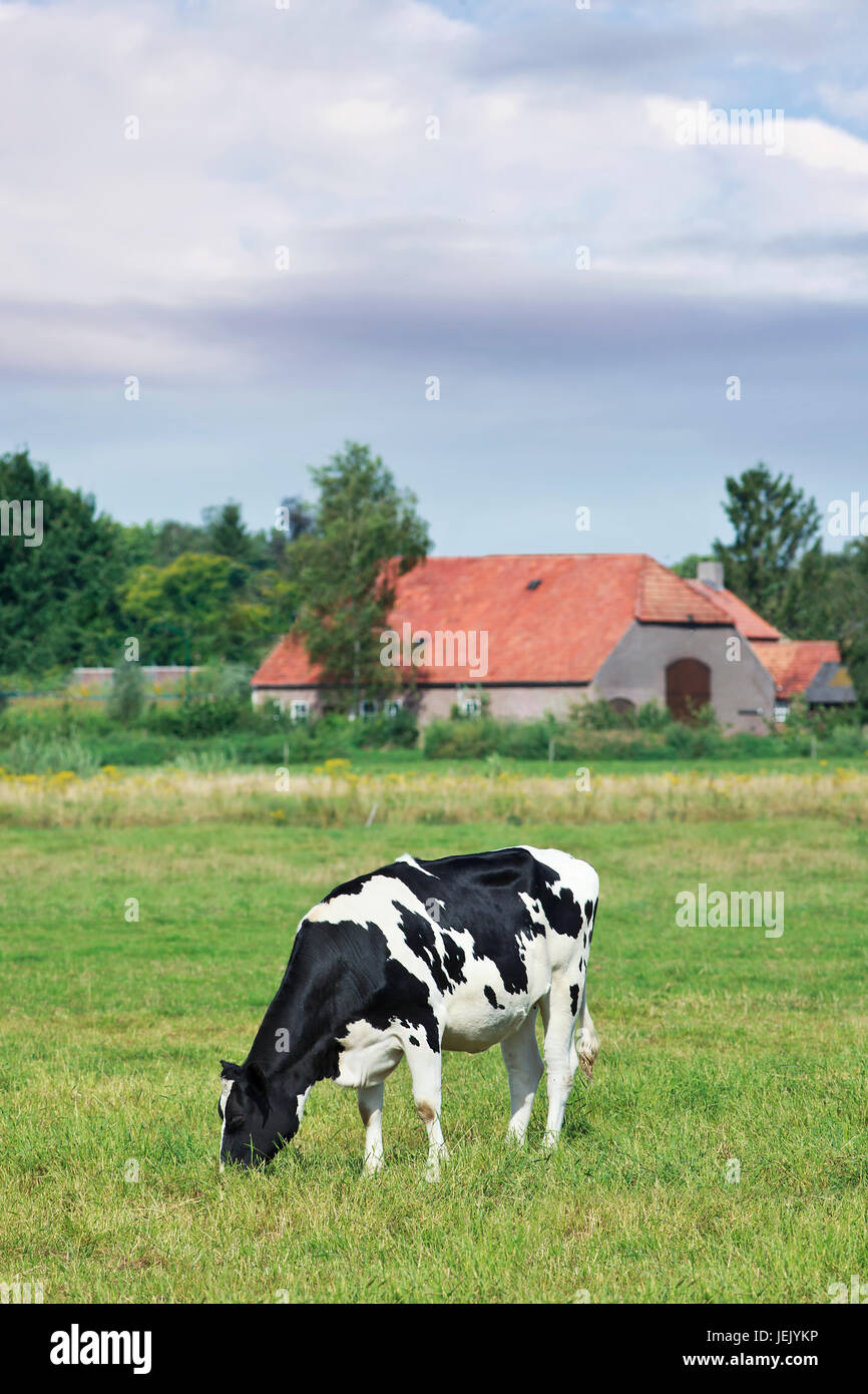 Holstein-Friesian cattle in a green Dutch meadow with a farm Stock ...