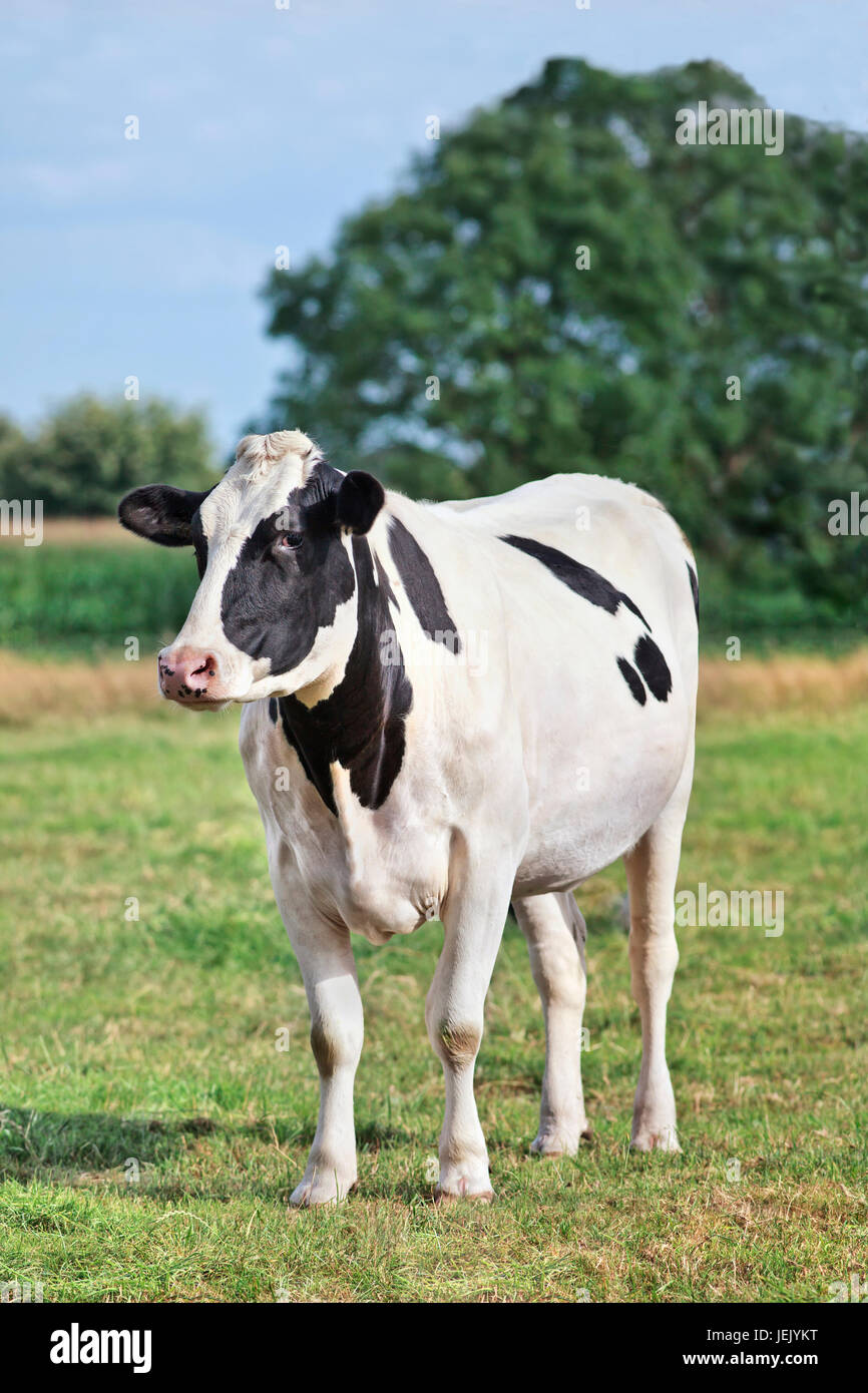 Holstein-Friesian calf in a green Dutch meadow with trees Stock Photo ...