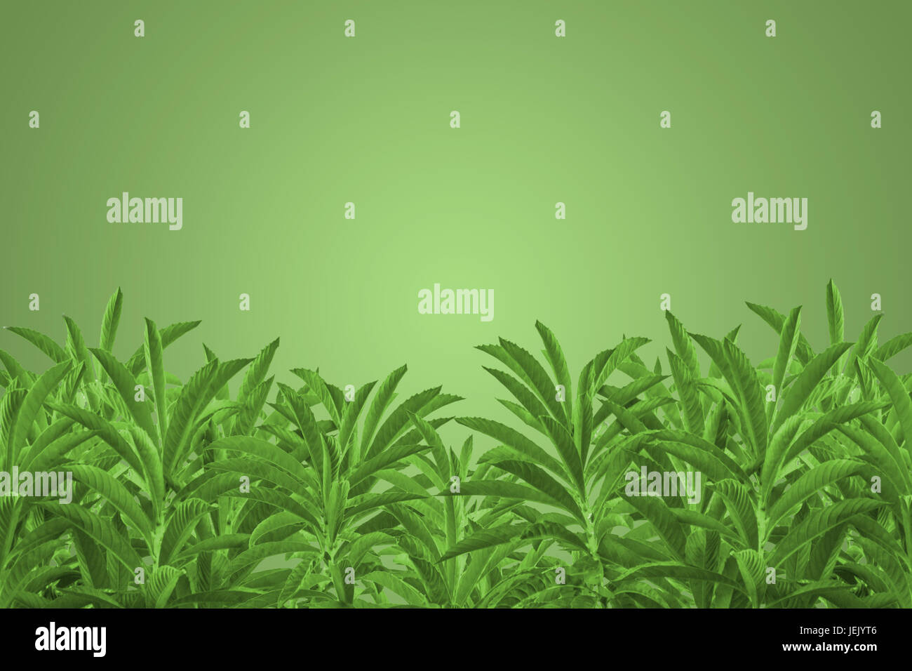 Tree Plants Background Stock Photo - Alamy