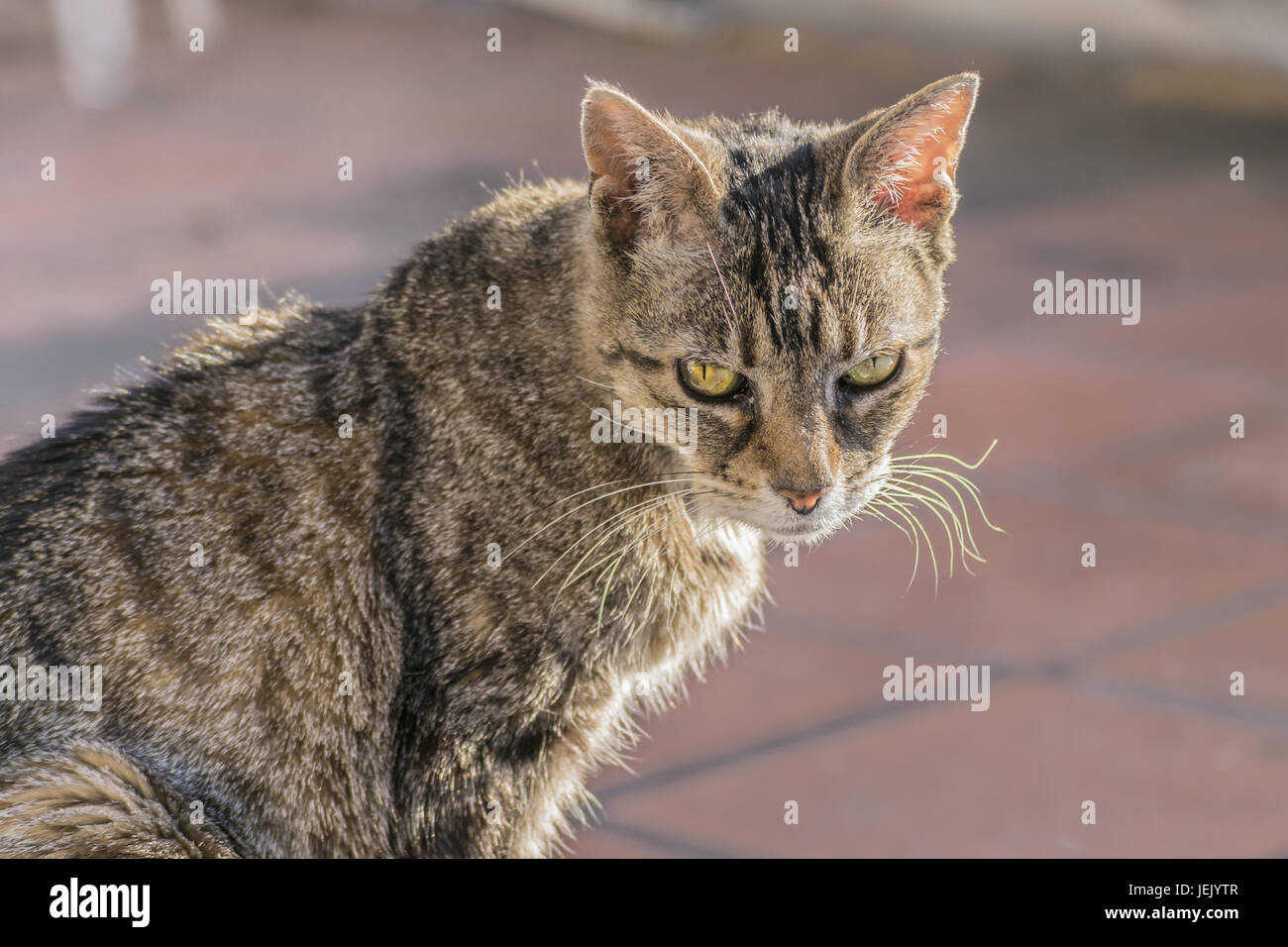 Image expression hi-res stock photography and images - Alamy