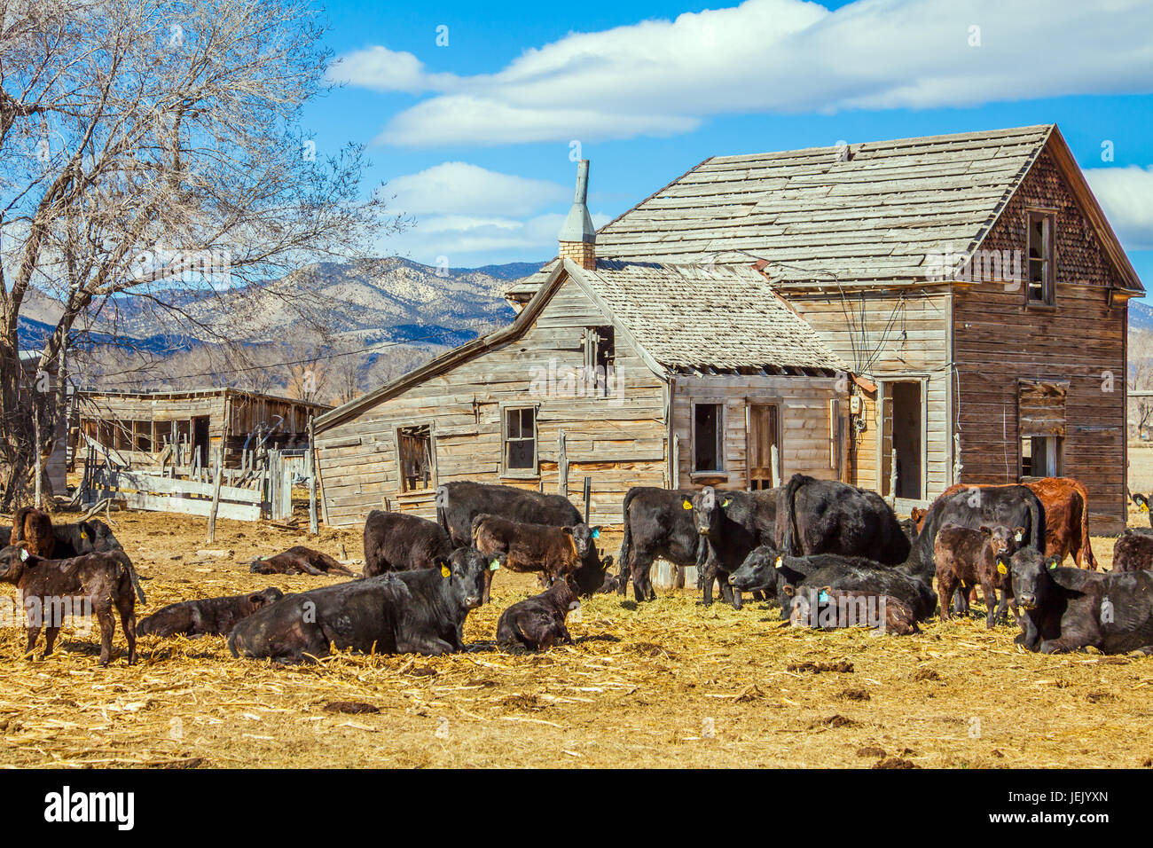 Cattle Herd in Utah Stock Photo - Alamy