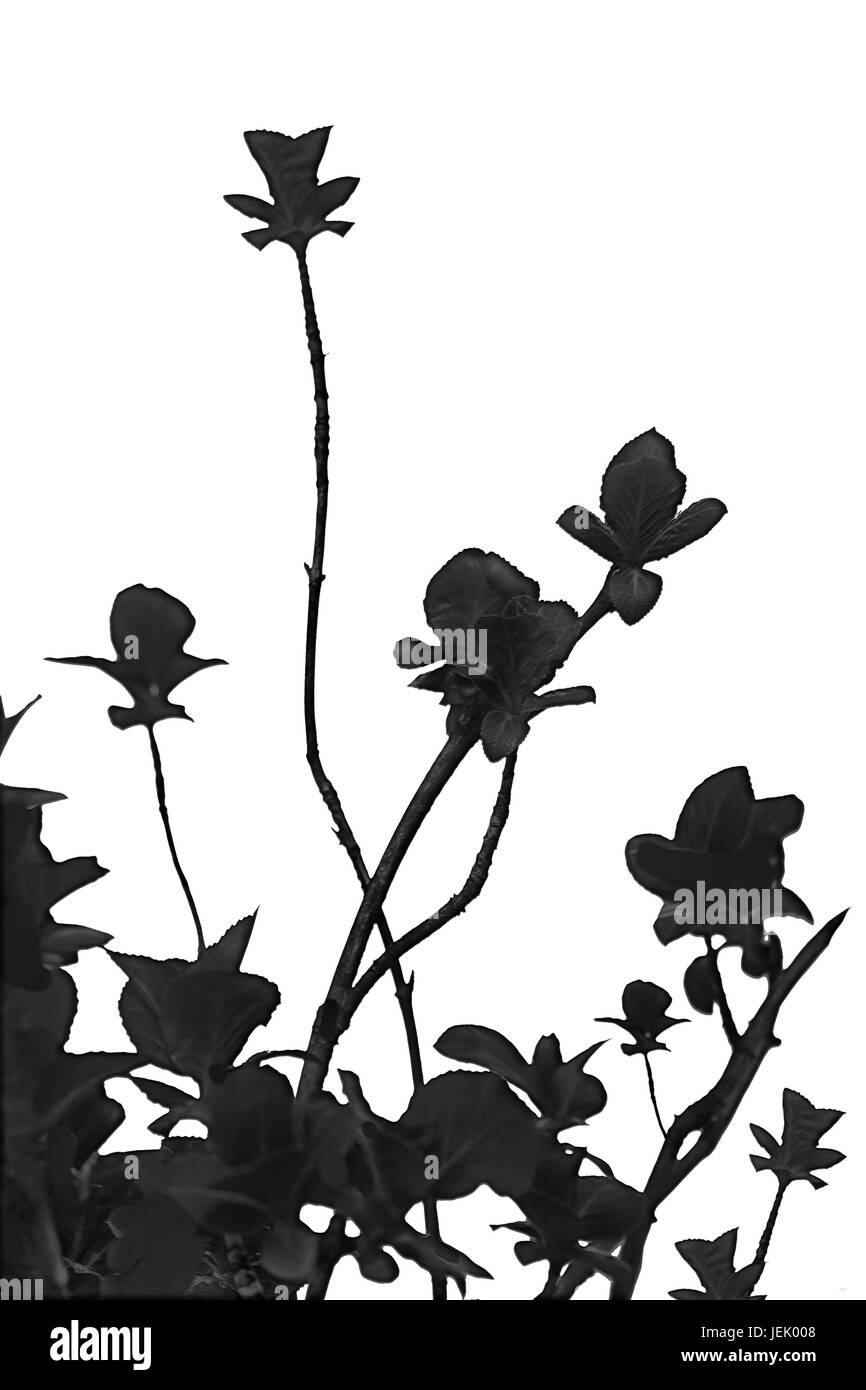 Background for manipulation Black and White Stock Photos & Images - Alamy