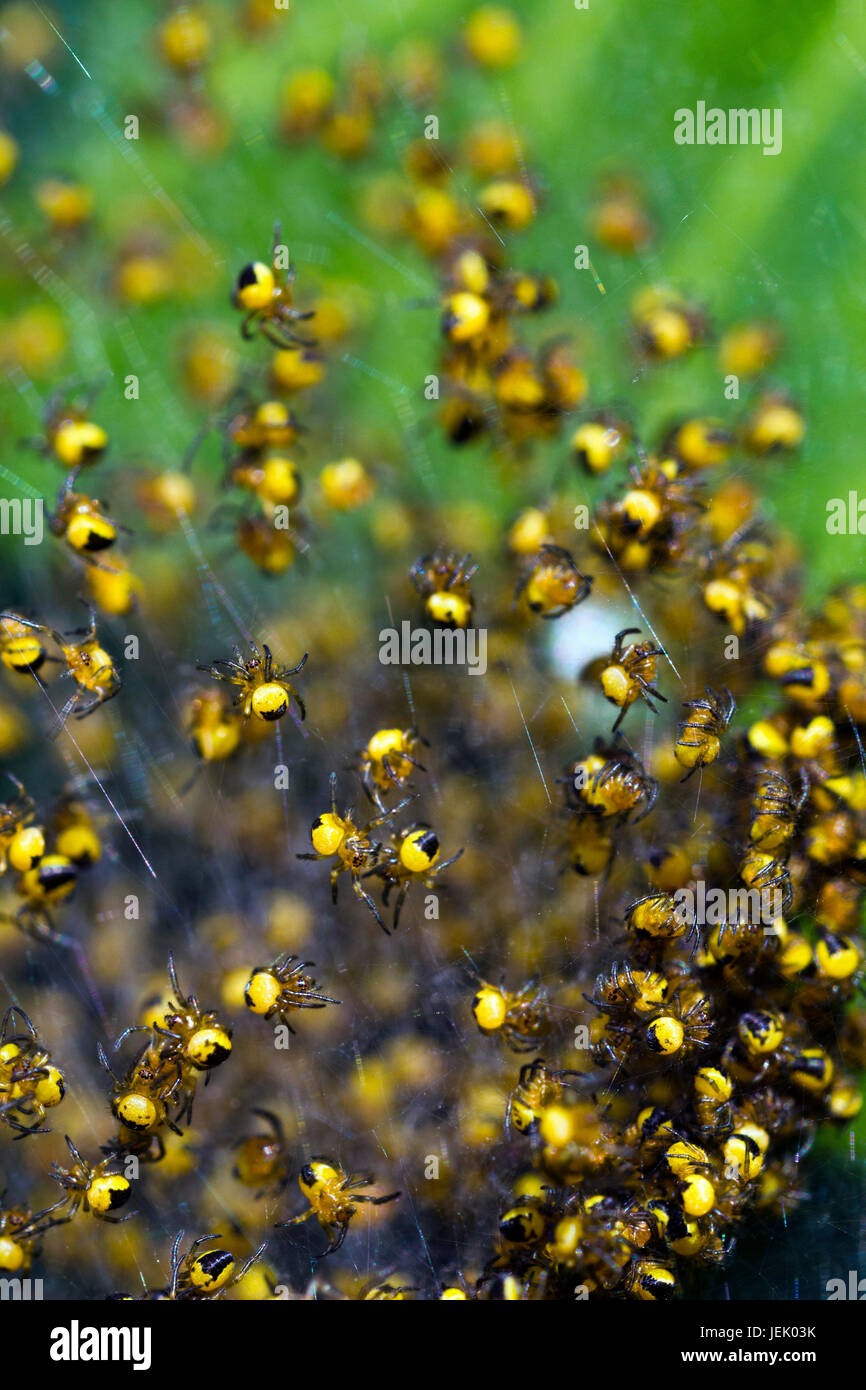 European garden spider (Araneus diadematus) spiderlings Stock Photo - Alamy