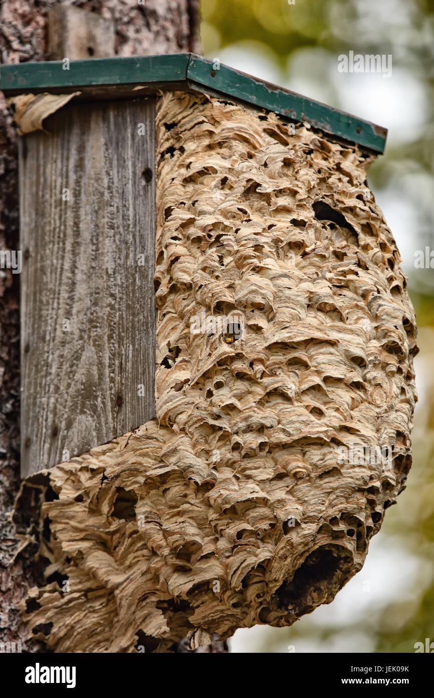 Bee wasp hive hi-res stock photography and images - Alamy