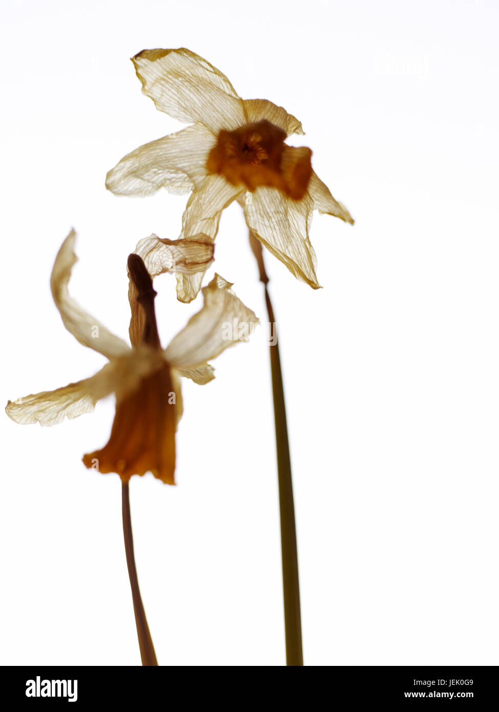 Dead daffodils on white background Stock Photo - Alamy
