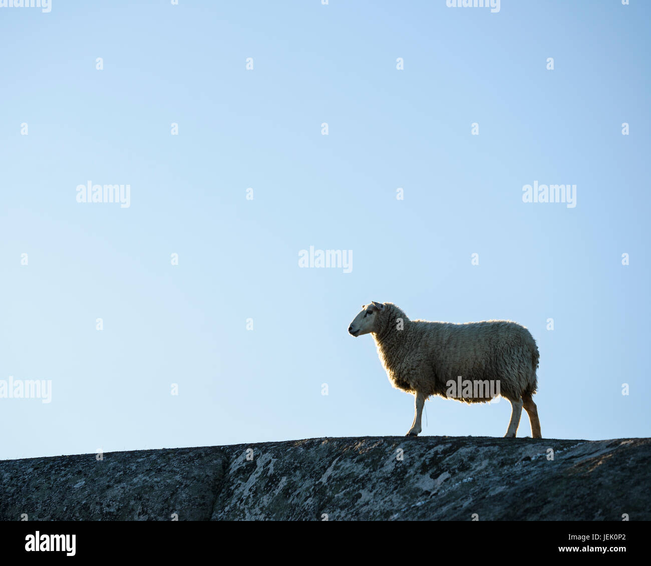 Sheep on rock hi-res stock photography and images - Alamy
