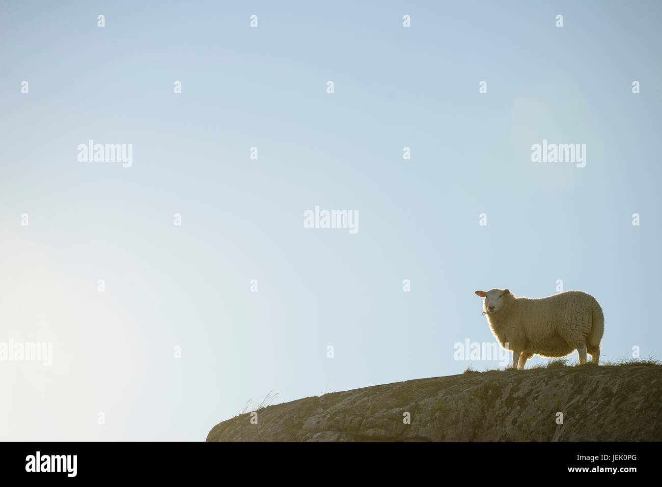 Sheep on rock Stock Photo - Alamy