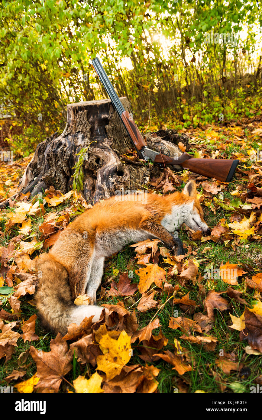 Dead fox and shotgun Stock Photo - Alamy