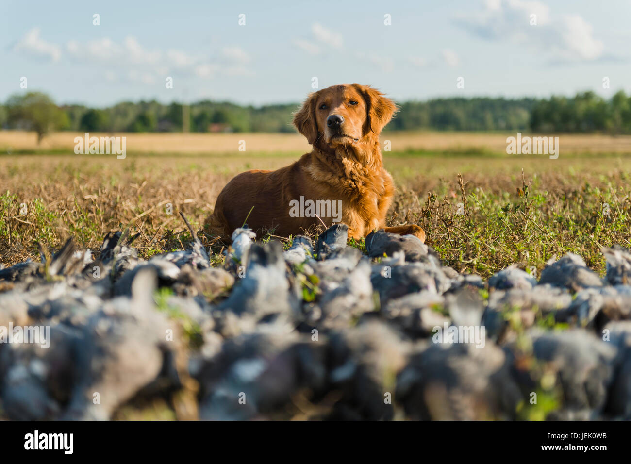 Hunting dog lying down Stock Photo - Alamy