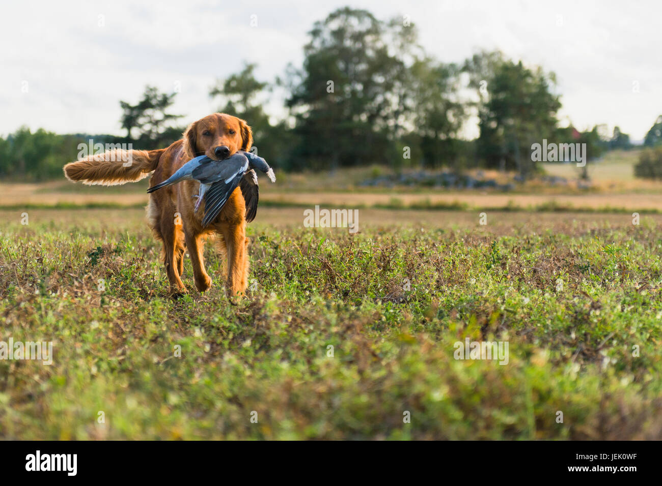 Hunting dog carry bird Stock Photo - Alamy