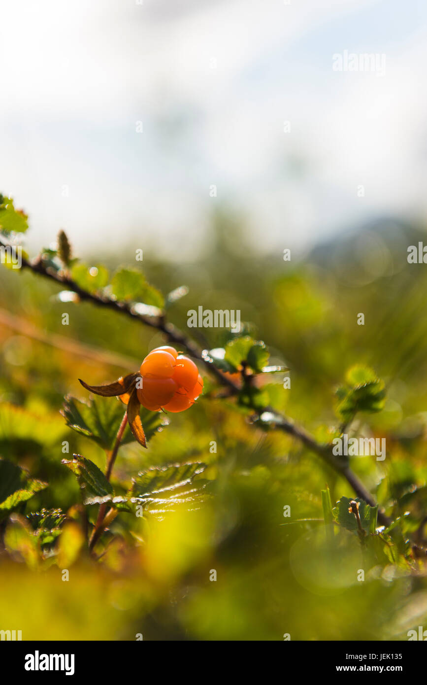 Cloudberry fruits hi-res stock photography and images - Alamy