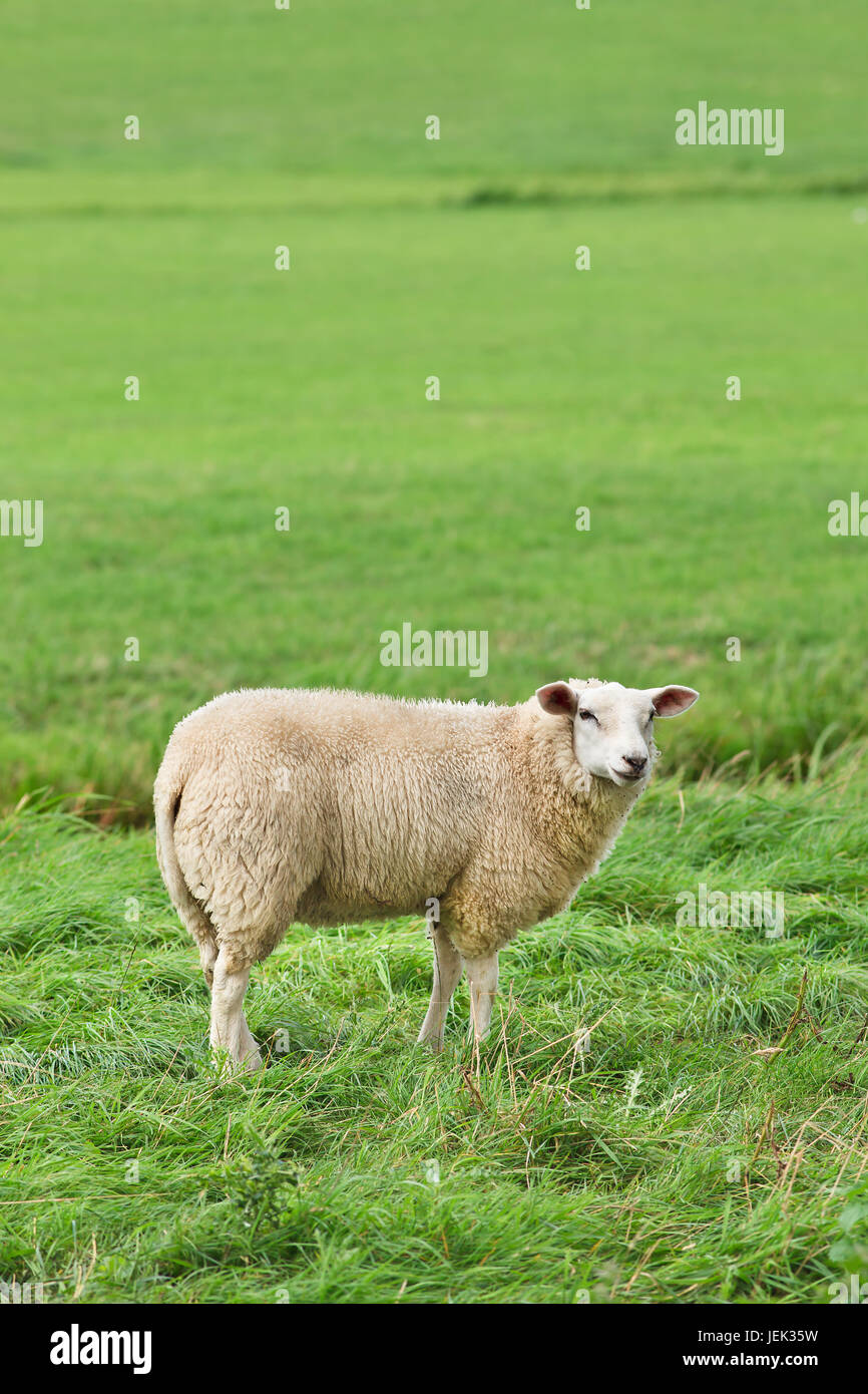 Woolly ewe standing in a lush green meadow, The Netherlands Stock Photo ...