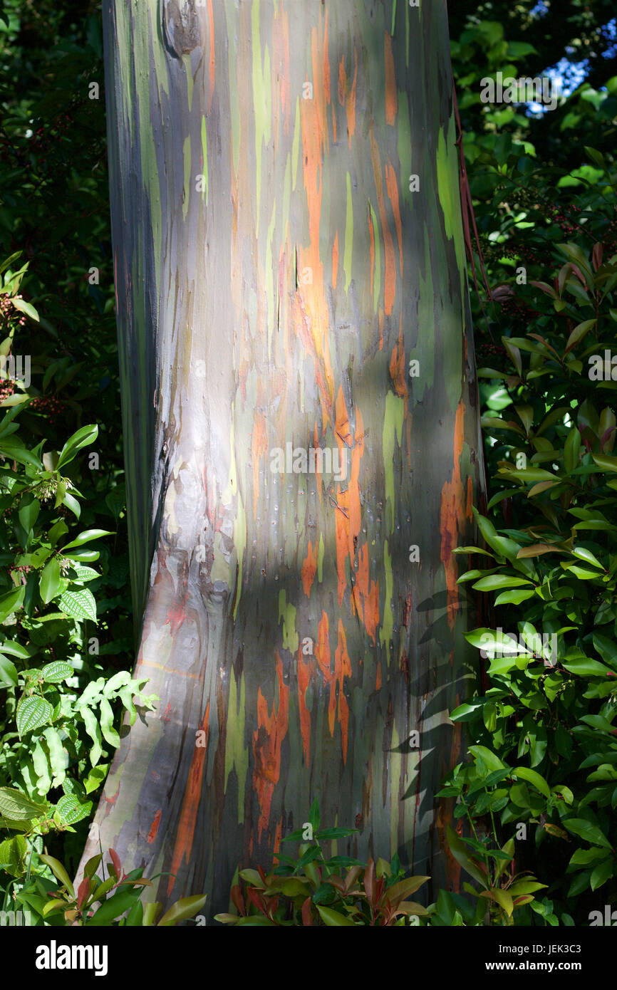 Grove road hana maui hawaii hi-res stock photography and images - Alamy