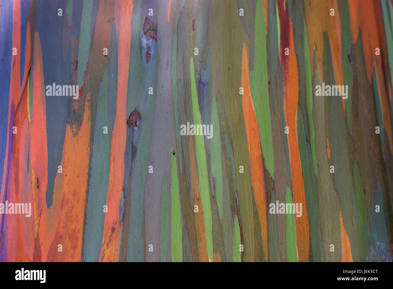 Hawaii Maui Forest Bark High Resolution Stock Photography and Images ...