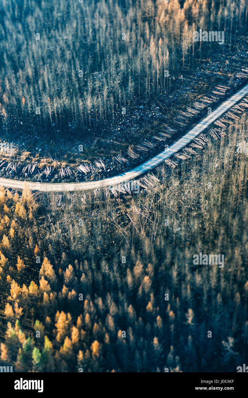 Forest cut, aerial view Stock Photo - Alamy