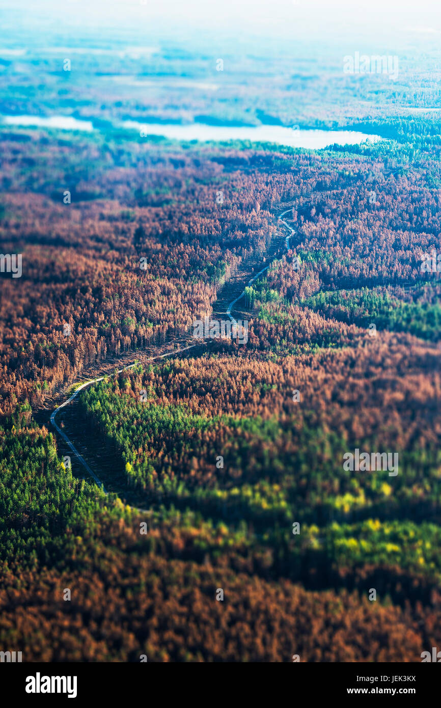 Dead trees in autumn forest Stock Photo - Alamy