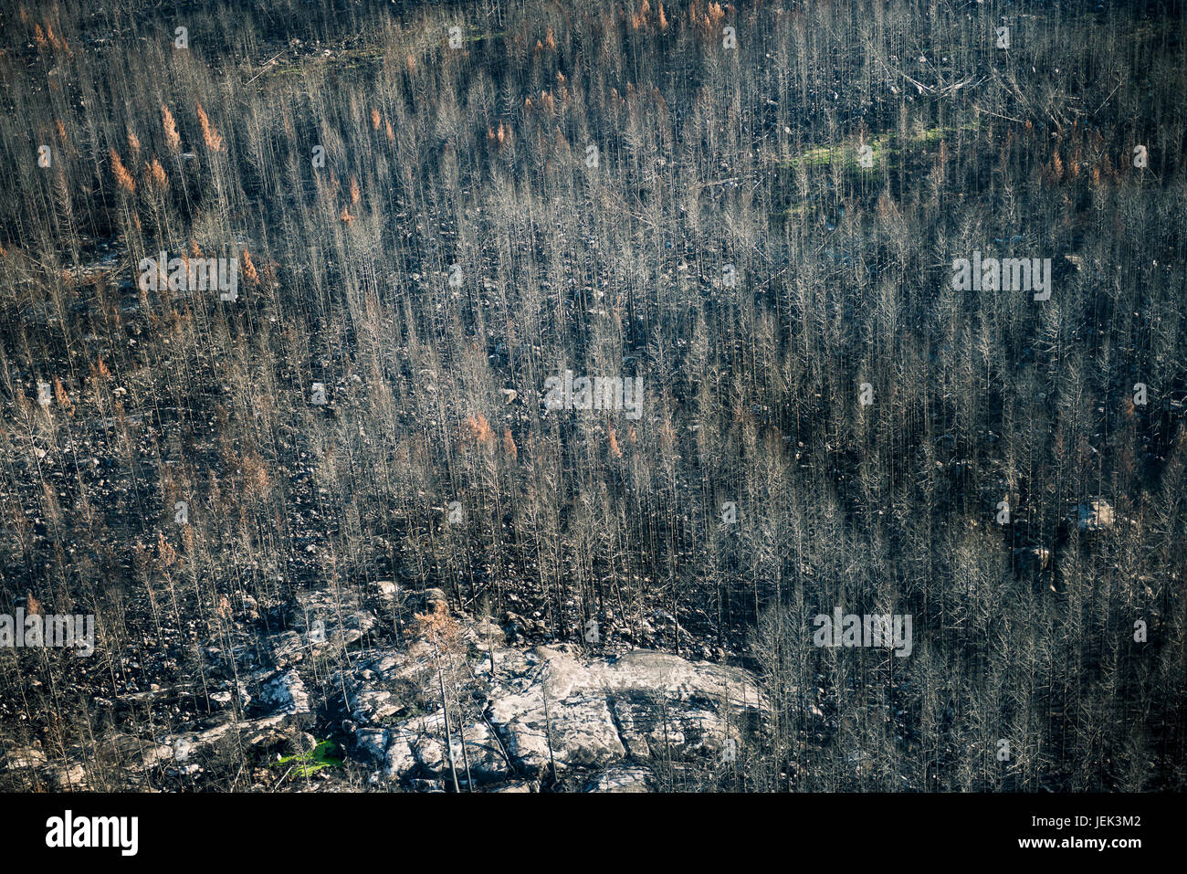 Dead trees, aerial view Stock Photo - Alamy