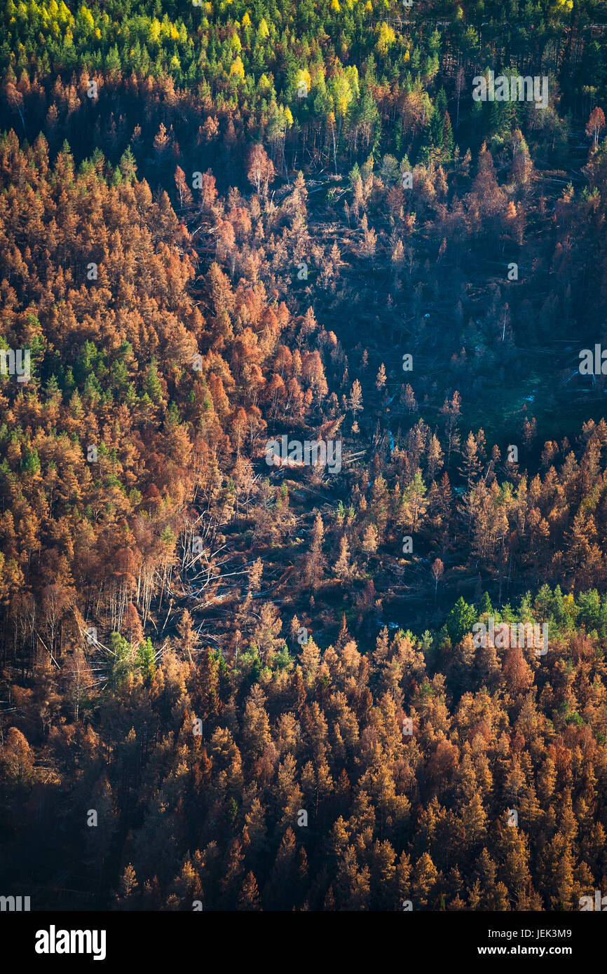 Dead trees in autumn forest Stock Photo - Alamy