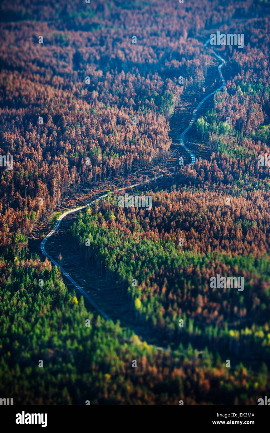 Dead trees in autumn forest Stock Photo - Alamy