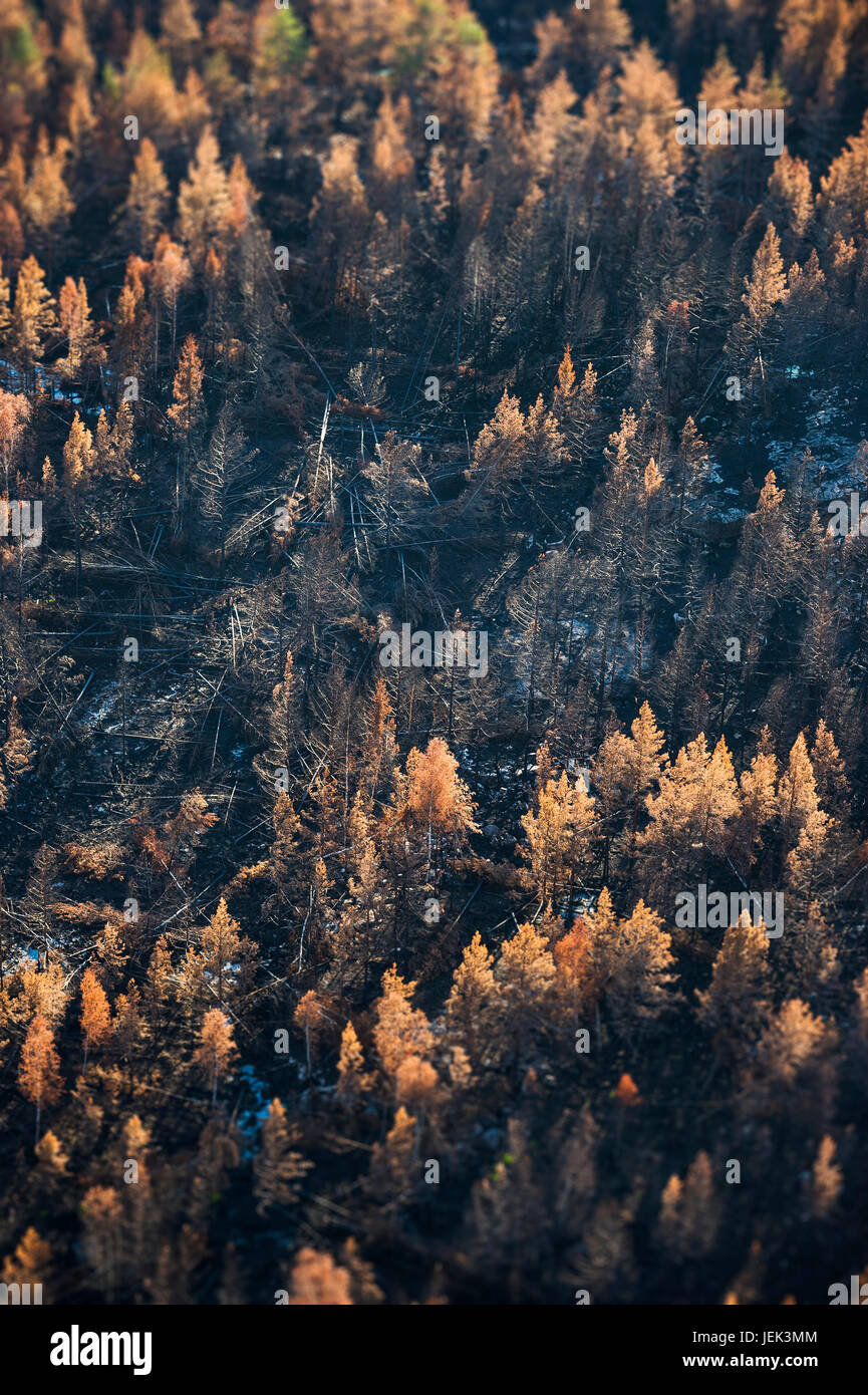 Forest fire ravaged trees hi-res stock photography and images - Alamy