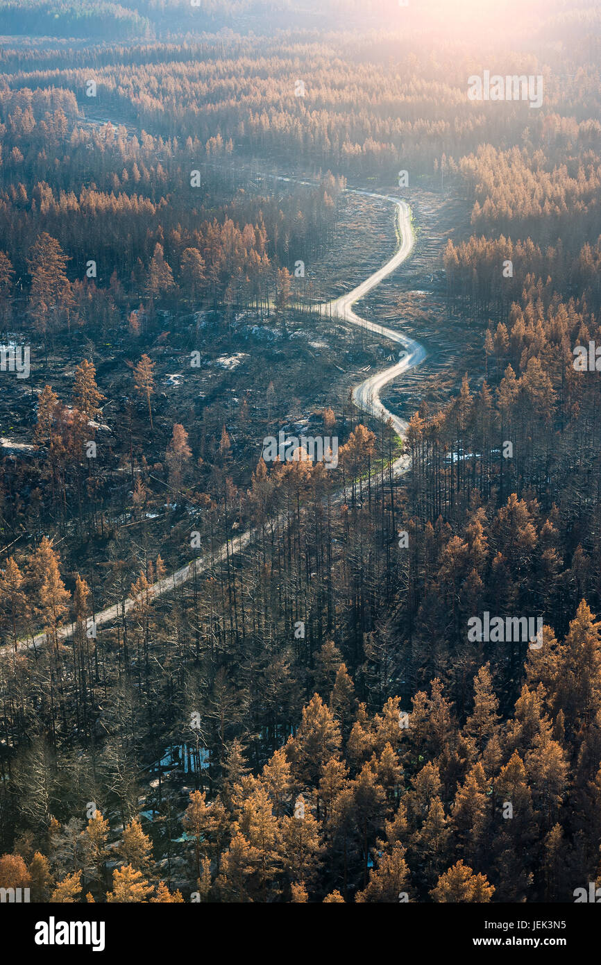 Dead trees in autumn forest Stock Photo - Alamy