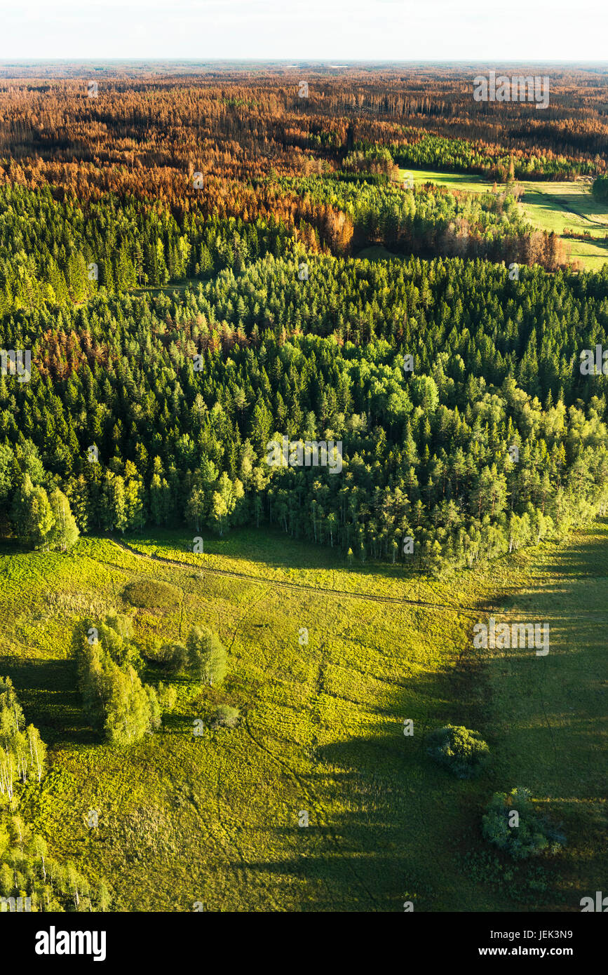 Dead trees in forest Stock Photo - Alamy