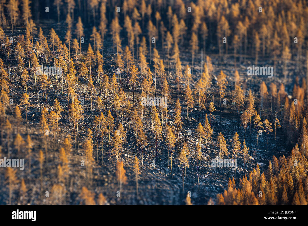 Dead trees in autumn forest Stock Photo - Alamy