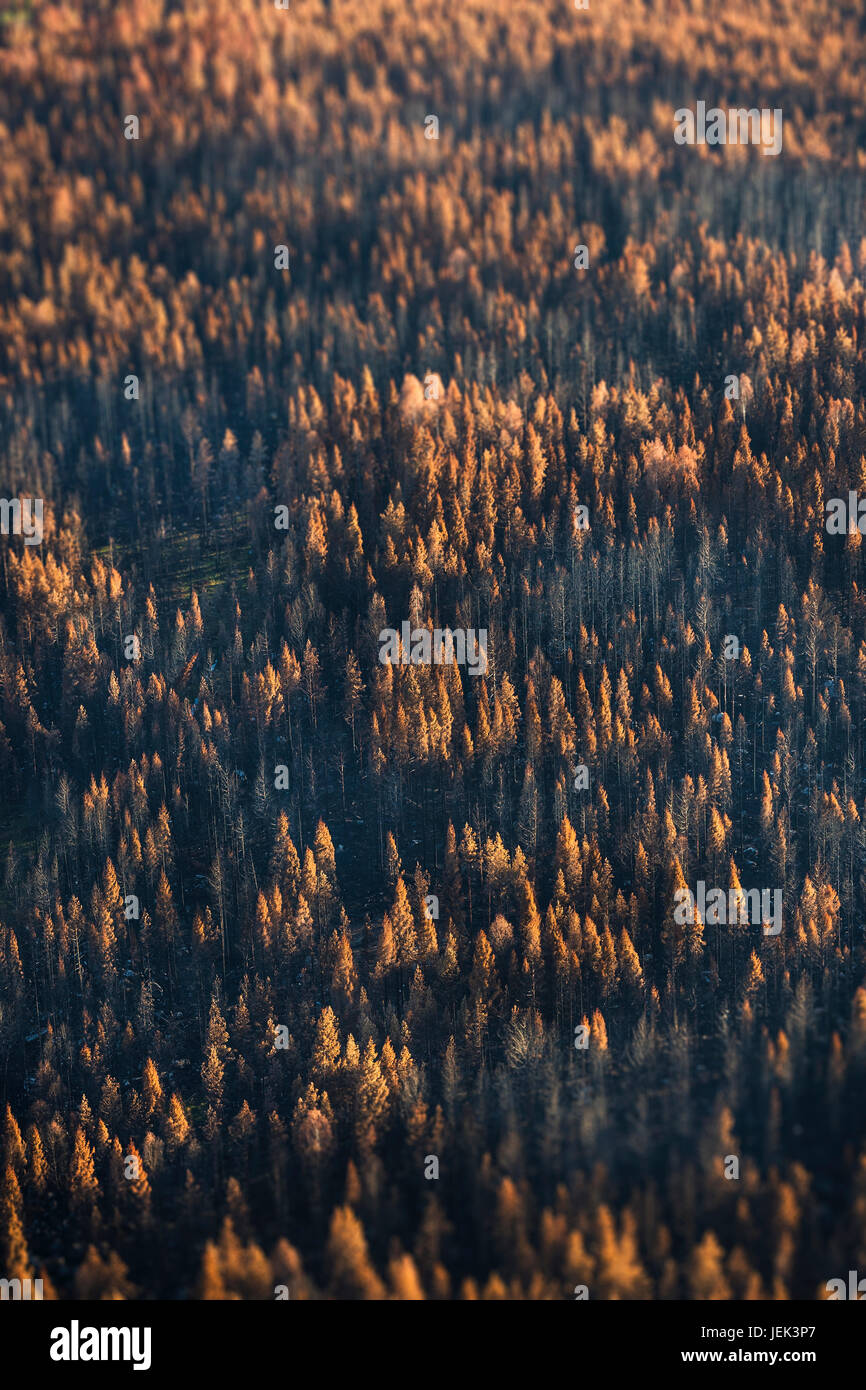 Aerial view of autumn forest Stock Photo - Alamy