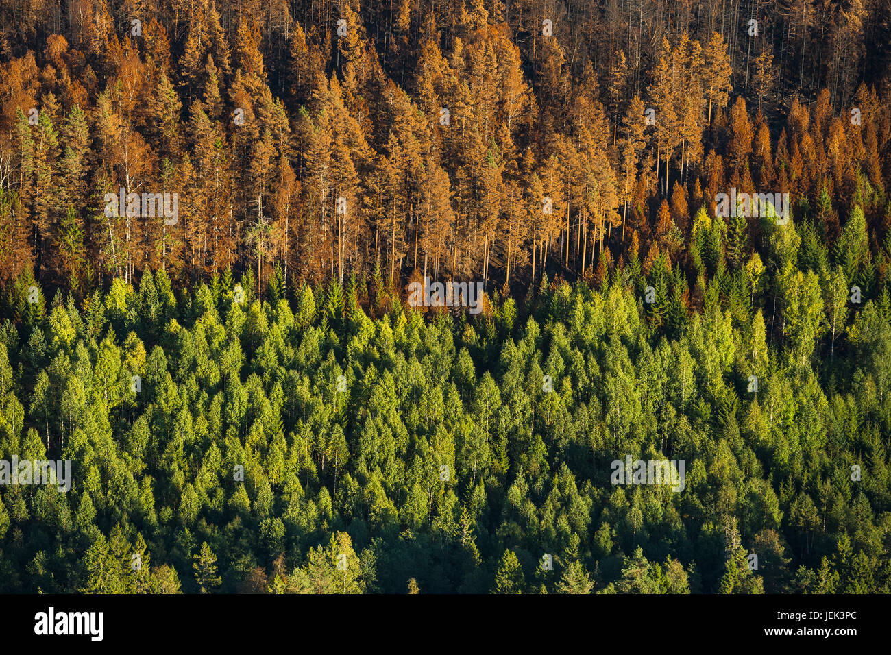 Dead plants in greenhouse hi-res stock photography and images - Alamy