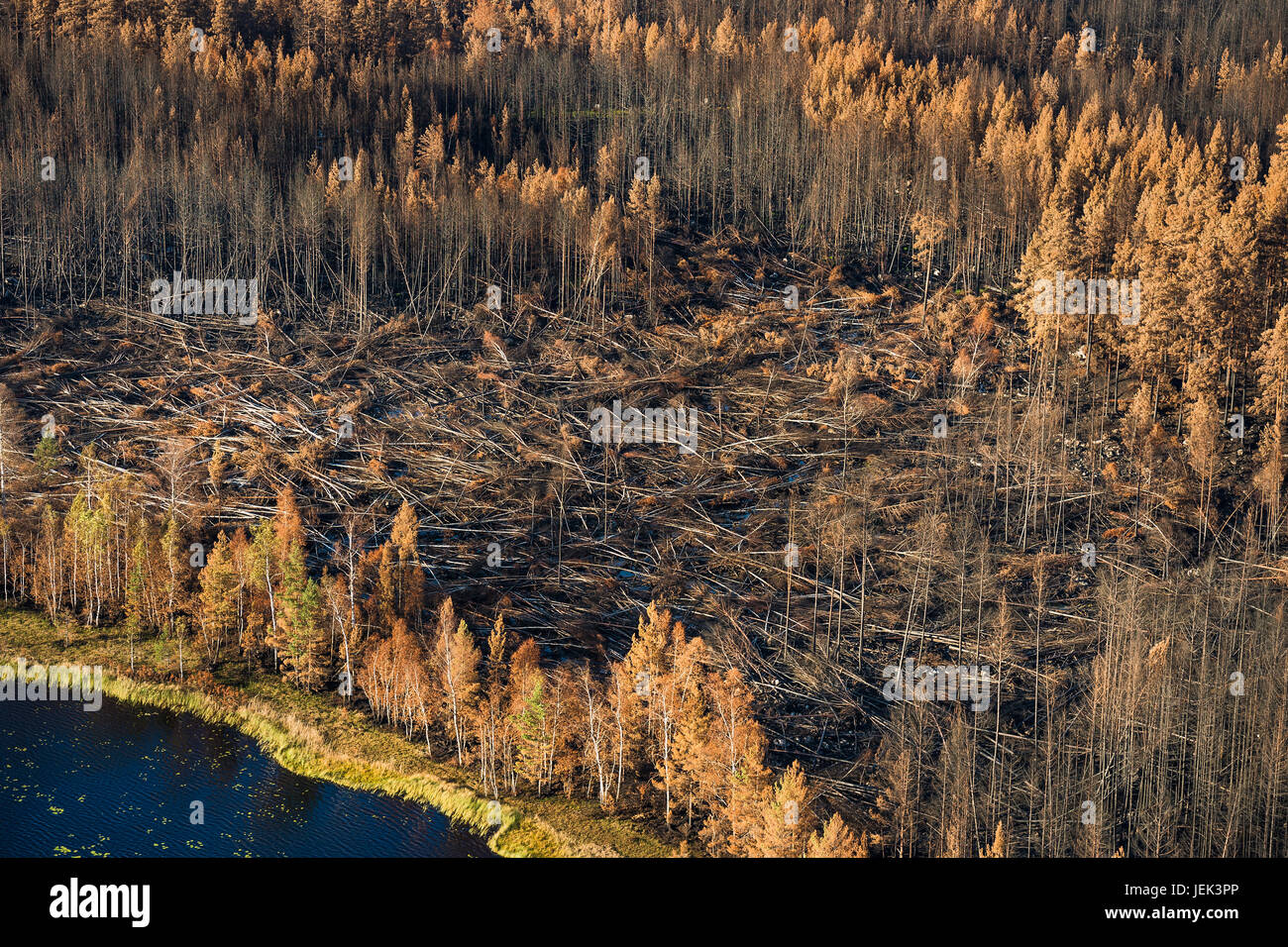 Forest edge effect hi-res stock photography and images - Alamy