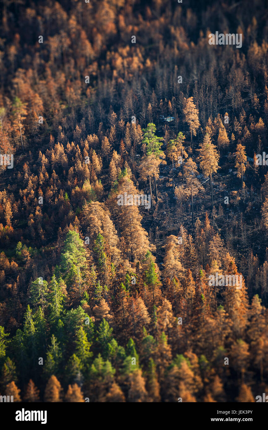 Dead plants in greenhouse hi-res stock photography and images - Alamy