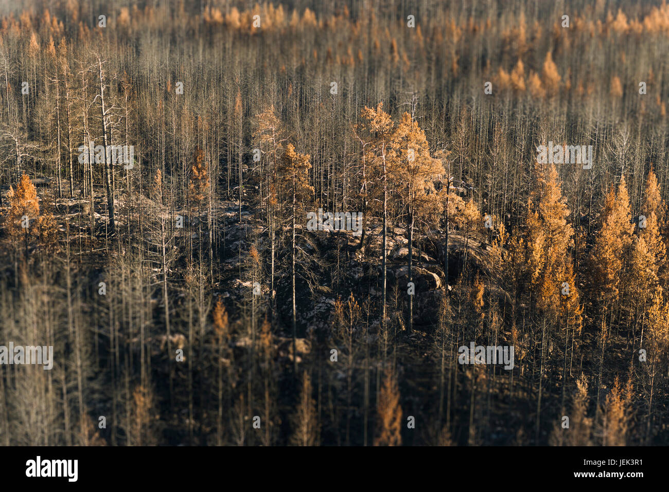 Drying plants autumn in hi-res stock photography and images - Alamy