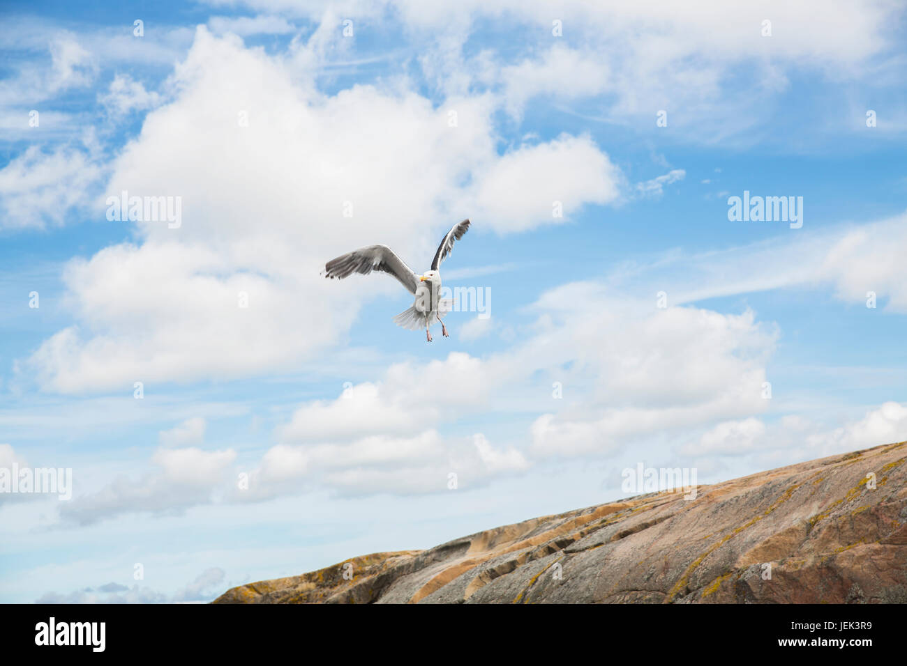 Seagull flying above rock Stock Photo - Alamy