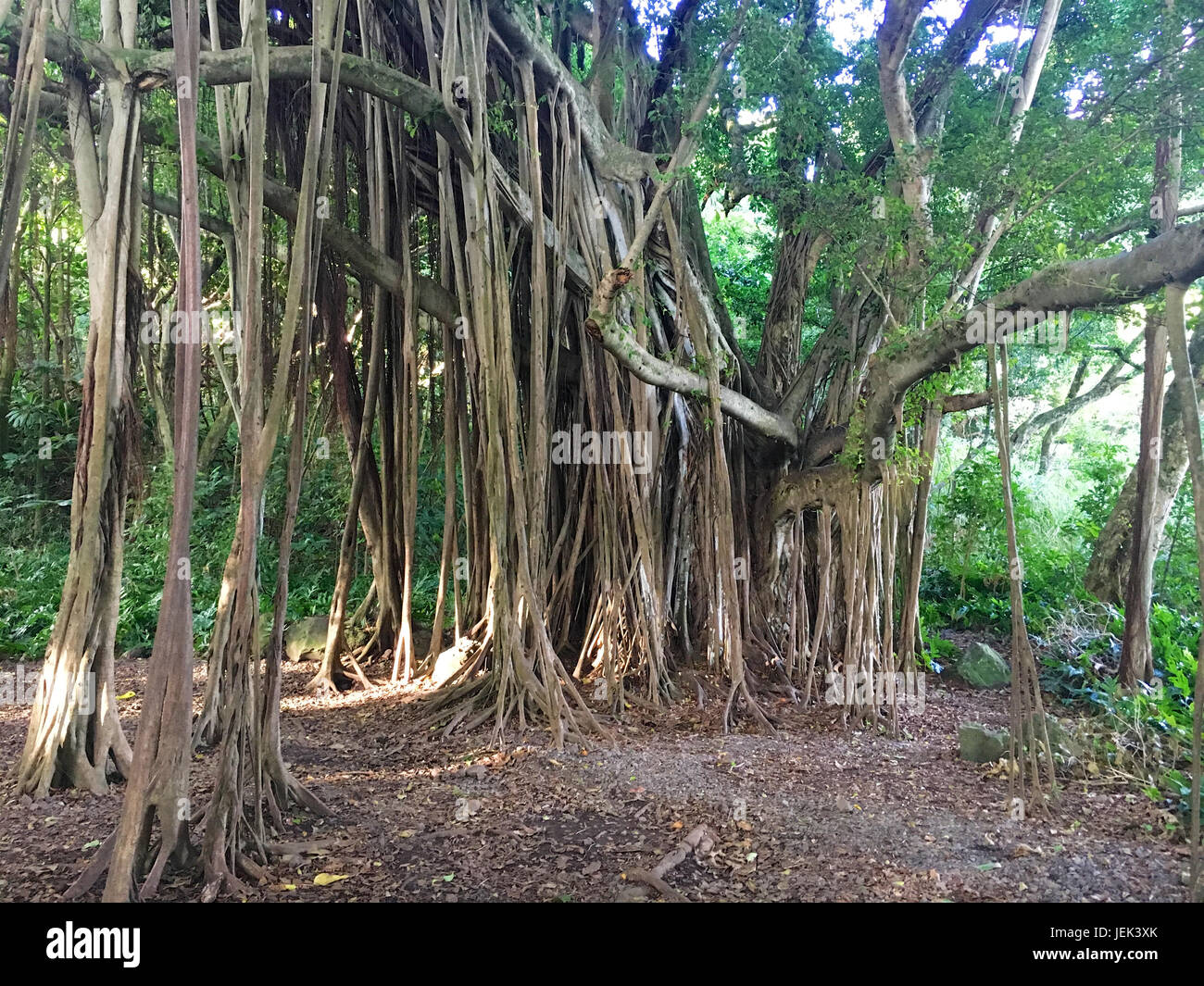 Huge banyan tree at Haleakala National Park on the Hawaiian island of ...
