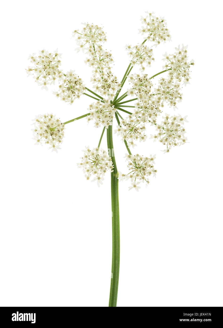 Angelica archangelica flowers isolated on white background Stock Photo ...