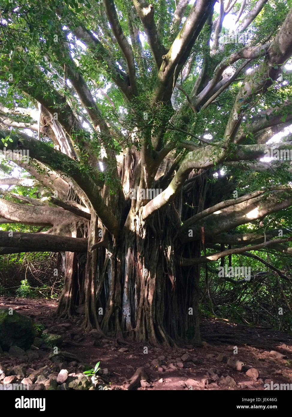 Huge banyan tree at Haleakala National Park on the Hawaiian island of ...