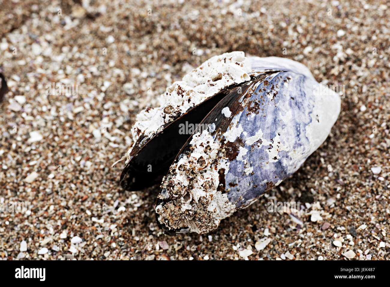Open shell on sand Stock Photo - Alamy
