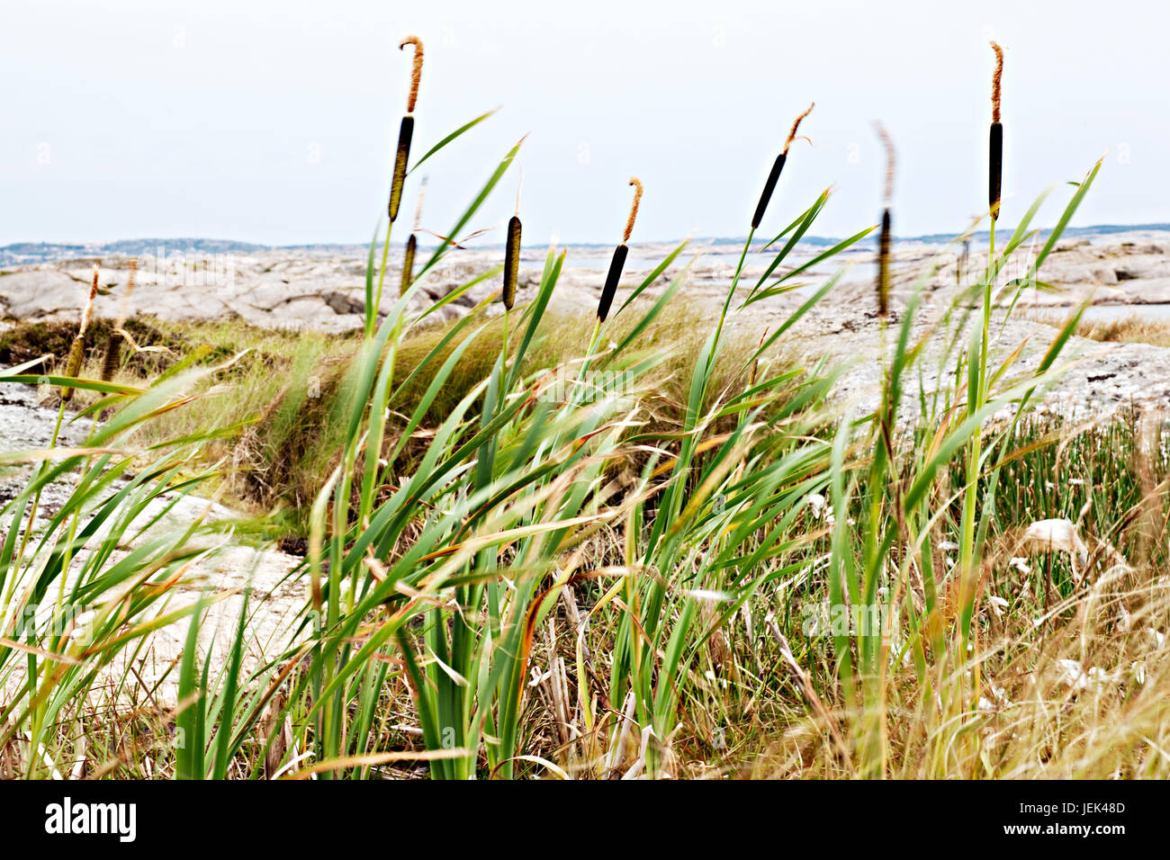 Sweet flag hi-res stock photography and images - Alamy