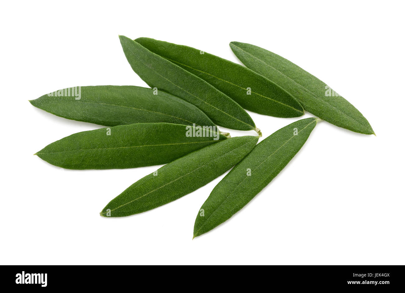 Fresh olive leaves isolated on white background Stock Photo - Alamy