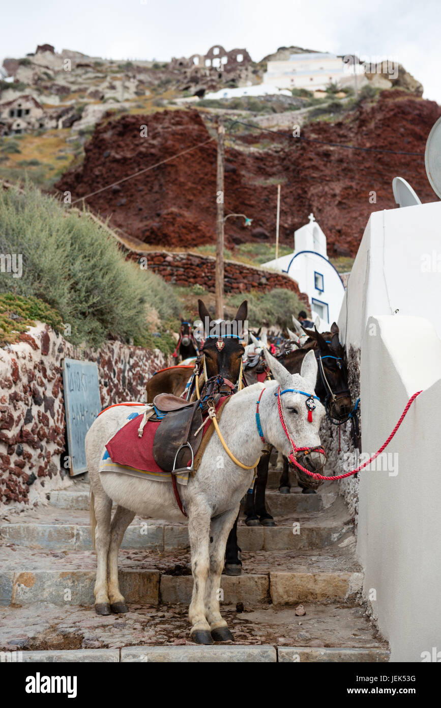 Donkey on stairs of santorini hi-res stock photography and images - Alamy