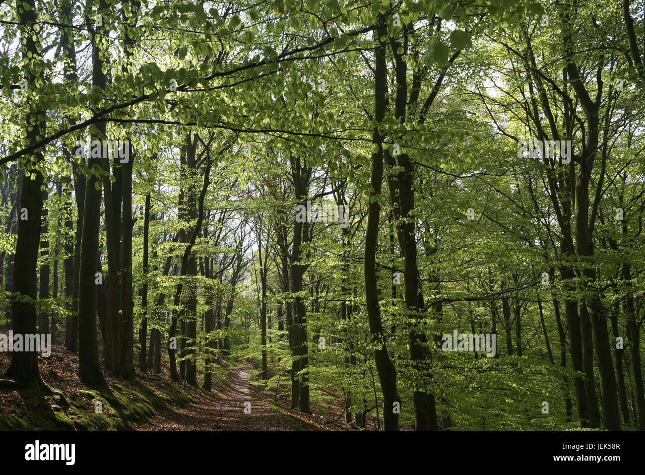 Kellerwald Nature Park High Resolution Stock Photography and Images - Alamy
