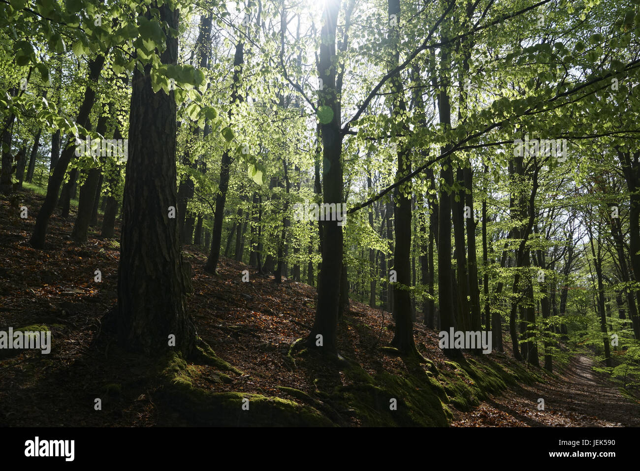 Kellerwald National Park Stock Photo - Alamy
